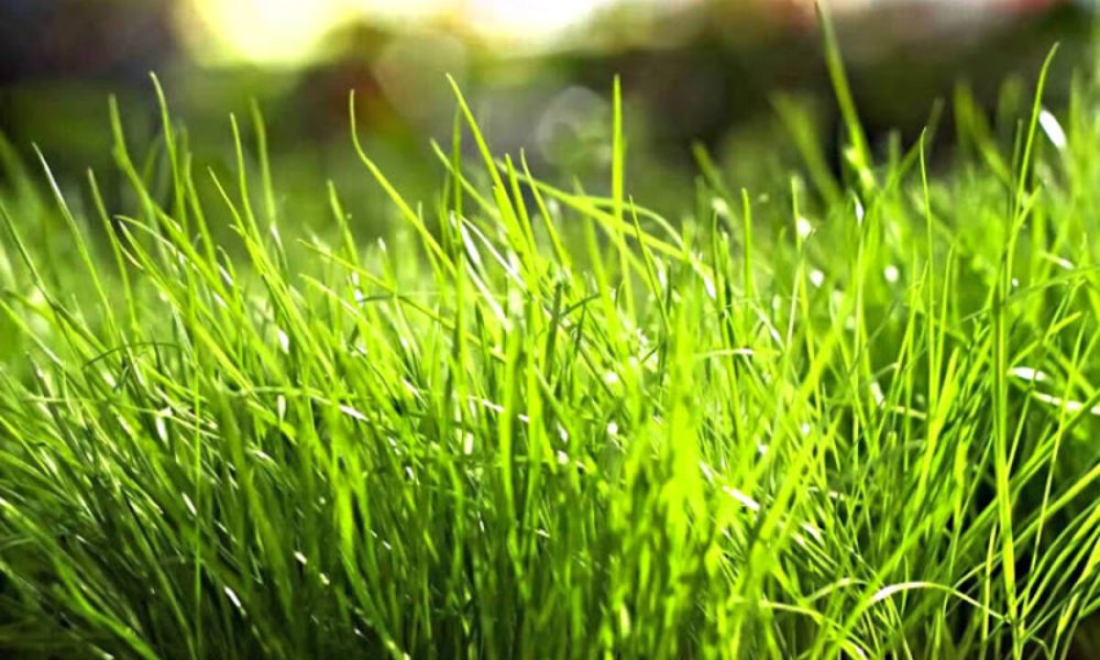 ¿Cómo se planta un buen pasto? – Enlacesensei